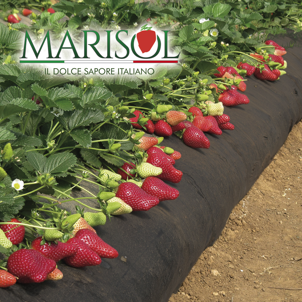 Así es la 'radiografía' de Marisol | Venta de Plantas de Fresa